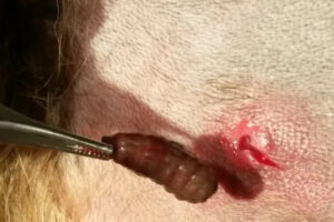 Detectan primer caso humano de miasis por gusano barrenador del ganado ...